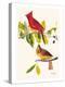 'Cardinal' Art Print - John James Audubon | Art.com