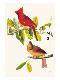 'Cardinal' Art Print - John James Audubon | Art.com
