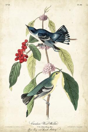 John James Audubon Paintings