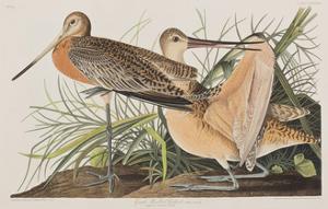 John James Audubon artwork for sale, Posters and Prints at Art.com