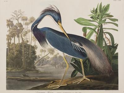 'Illustration from 'Birds of America', 1827-38' Giclee Print - John ...