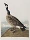 'Illustration from 'Birds of America', 1827-38' Giclee Print - John ...