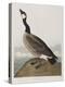 'Illustration from 'Birds of America', 1827-38' Giclee Print - John ...