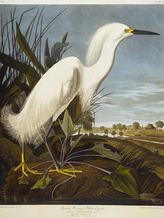 Snowy Heron Giclee Print - John James Audubon | Art.com