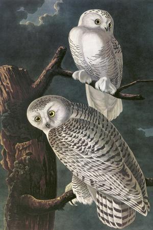 Audubon Birds Owls
