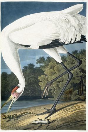 Whooping Crane, Adult Male, 1834 Giclee Print - John James Audubon ...