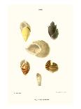 'Cone Shells' Art Print - John Mawe | Art.com
