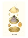'Cone Shells' Art Print - John Mawe | Art.com