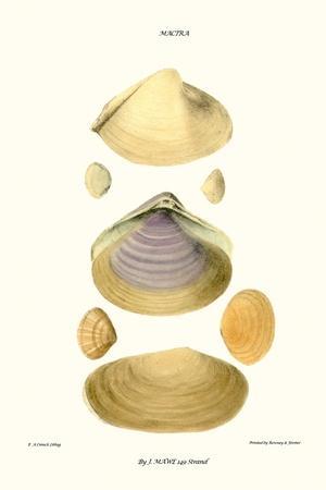 'Trough Shells' Art Print - John Mawe | Art.com