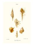 'Cone Shells' Art Print - John Mawe | Art.com