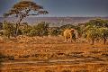 Craig the Elephant, largest Amboseli elephant, Amboseli National Park ...