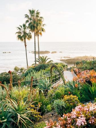 'Palm Trees and Gardens at Heisler Park, in Laguna Beach, Orange County ...