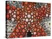'Partial View of Colorful Sea Star Over a Sea Cucumber, Raja Ampat ...