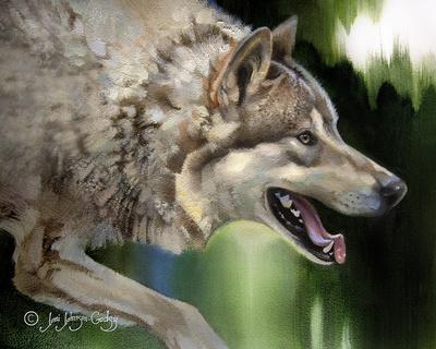 Stalking Gray Wolf Giclee Print - Joni Johnson-Godsy | Art.com
