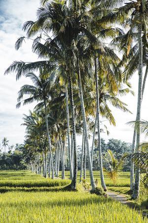 'Palm Pathway' Giclee Print - Joseph Eta | Art.com