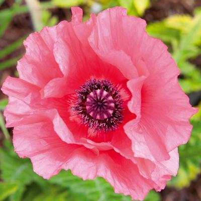 'Poppy Flower IV' Giclee Print - Joseph Eta | Art.com