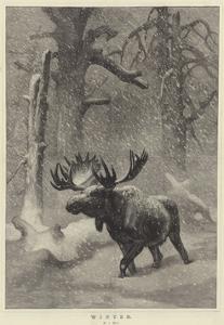 Joseph Wolf Art: Prints, Paintings, Posters & Wall Art | Art.com