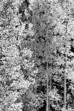 USA, Utah. Autumn aspen and ponderosa pine on Boulder Mountain, Dixie ...