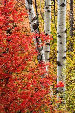 USA, Wyoming. Colorful autumn foliage of the Caribou-Targhee National ...