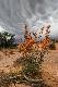 'Utah, Arches NP. Desert Globemallow and approaching mammary clouds ...