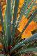 'Utah, Zion NP. Detail of yucca (Yucca valida) and yellow maple leaves ...
