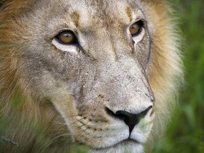 'Mature Male Lion at the Africat Foundation in Namibia' Photographic ...