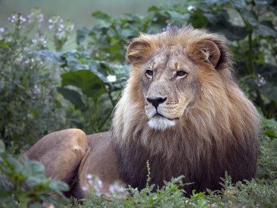 'Mature Male Lion at the Africat Foundation in Namibia' Photographic ...