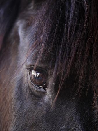'White Stallion Dude Ranch, Tucson, Arizona, USA' Photographic Print ...