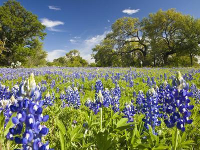 'Field of Texas Bluebonnets and Oak Trees, Texas Hill Country, Usa ...