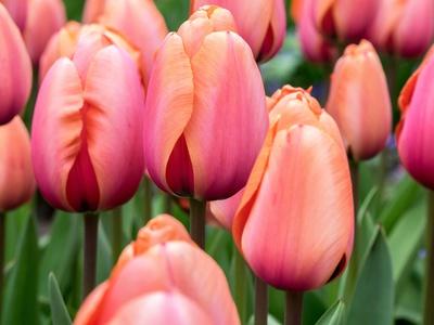 'Netherlands, Lisse. Closeup of soft pink and peach colored tulips in a ...