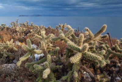 'Jumping cholla cacti with Islands beyond, Mexico' Photographic Print ...