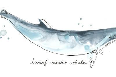 'Cetacea Dwarf Minke Whale' Art Print - June Vess | Art.com