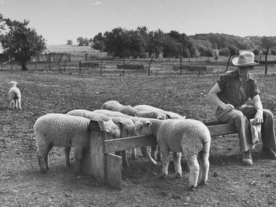 'Kansas Farm Boy Dan Gardner Feeding His 4-H Project Lambs ...