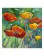 'Poppy Dance' Art Print - Karen Mathison Schmidt | Art.com