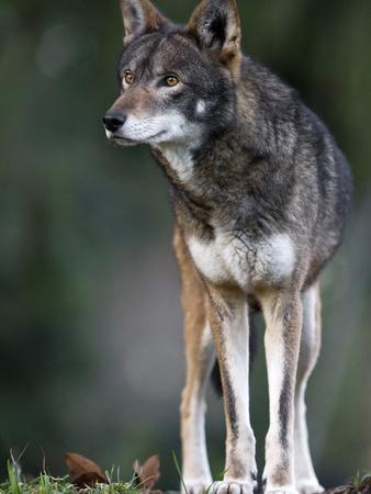 'A Lone Red Wolf Looking Away from Camera.' Photographic Print - Karine ...