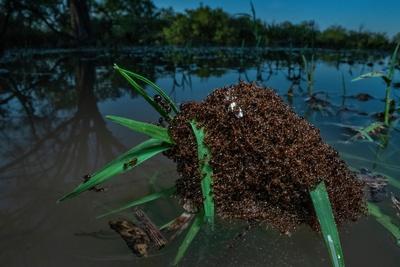 'Fire ants swarm making a 'raft' to float in water, Texas, USA ...