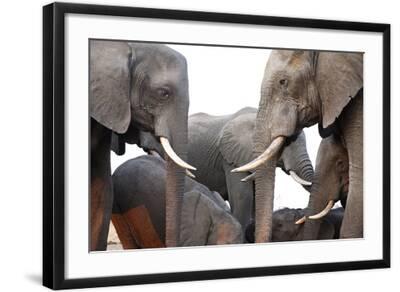 Two African Elephant Cows with Tusks Facing Each Other at a Water Hole ...