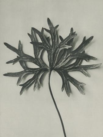 Aconitum anthora Giclee Print - Karl Blossfeldt | Art.com