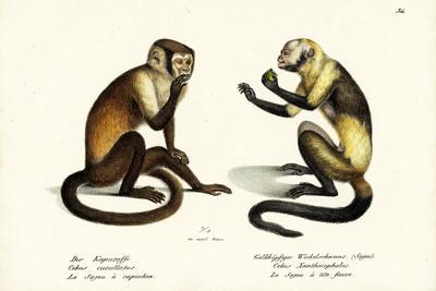 'Capuchin Monkey, 1824' Giclee Print - Karl Joseph Brodtmann | Art.com