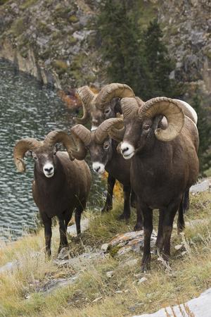 'Rocky Mountain Bighorn Sheep Rams' Photographic Print - Ken Archer ...