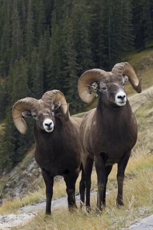 'Rocky Mountain Bighorn Sheep Rams' Photographic Print - Ken Archer ...