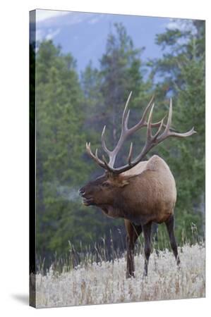 'Rocky Mountain Bull Elk' Stretched Canvas Print - Ken Archer | Art.com