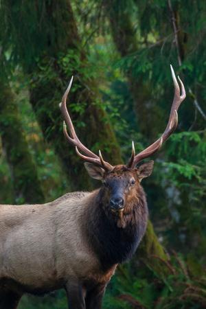 Roosevelt bull elk, Pacific Northwest rainforest Photographic Print ...