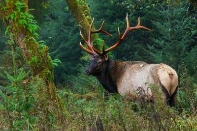 Roosevelt bull elk, Pacific Northwest rainforest Photographic Print ...
