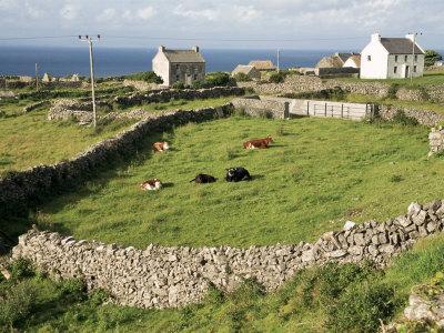 'Walled Fields, Inishmore, Aran Islands, County Galway, Connacht, Eire ...