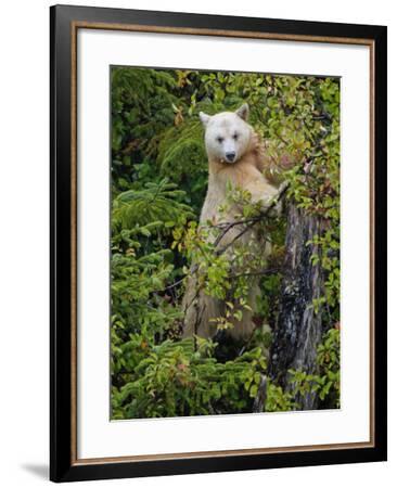 Kermode Spirit Bear, White Morph of Black Bear, Princess Royal Island ...