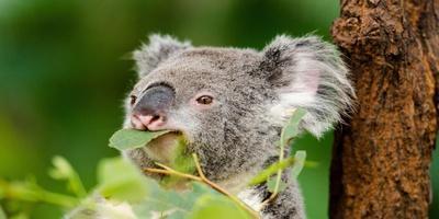 'Most Beautiful Australian Koala Bear close up View, Eating Green ...