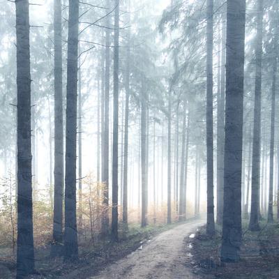 'Forest Road' Art Print - Kimberly Allen | Art.com