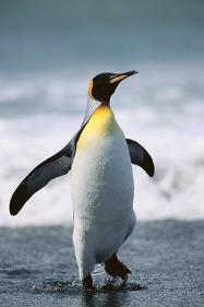 'King Penguin' Photographic Print - DLILLC | Art.com