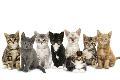 Kittens Line-Up Photographic Print | Art.com